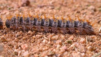 Processionaria - Pericolo di morte per il cane la processionaria